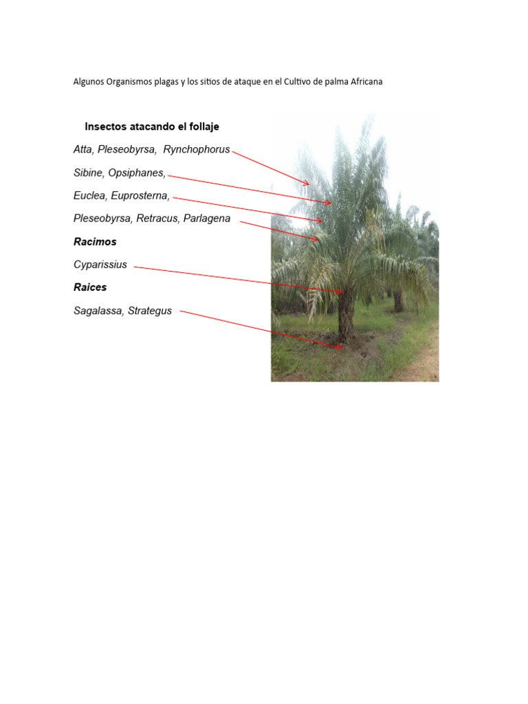 Protocolos Tecnicos Palma Aceitera | PDF | Insectos | Agua