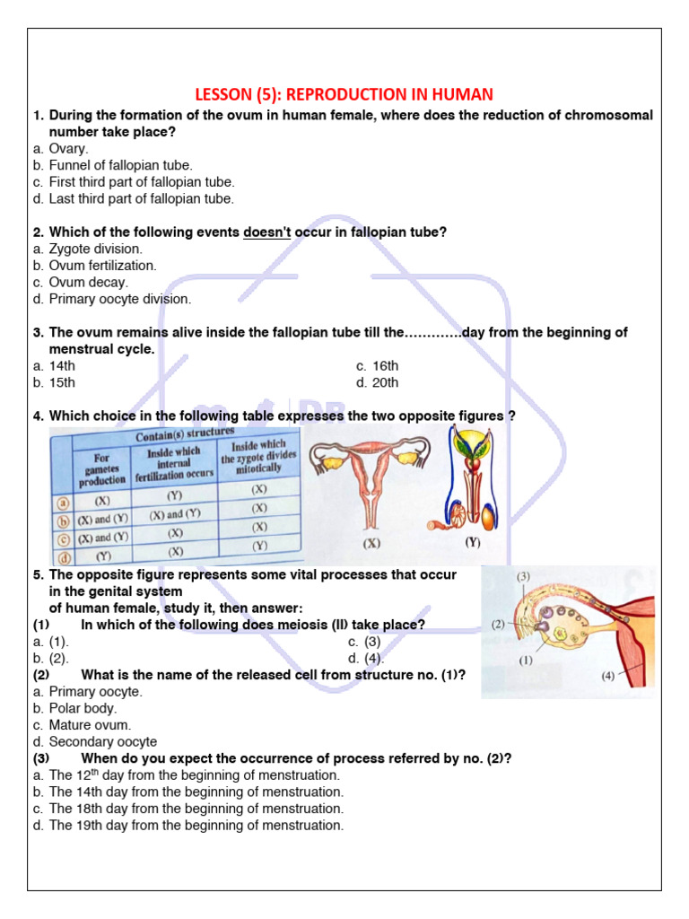 LESSON (5) Reproduction in Human | PDF | Menstrual Cycle | Twin
