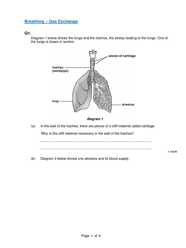 Breathing KS3 Q. | PDF | Respiratory Tract | Breathing