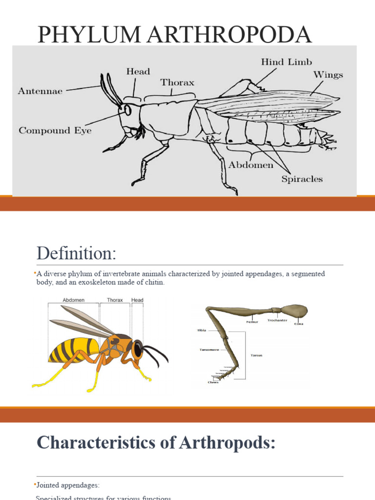 Phylum Arthropoda | PDF | Mollusca | Insects