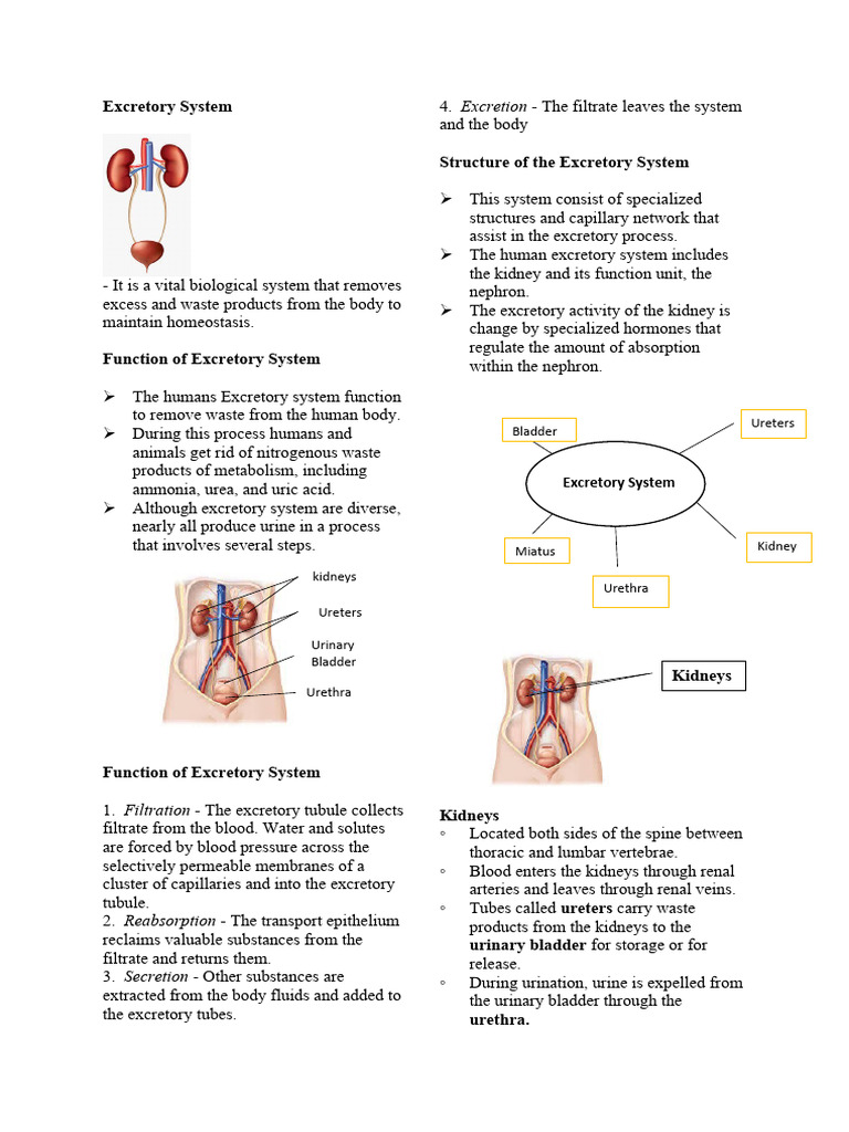 excretory system 2.0 | PDF | Kidney | Genitourinary System