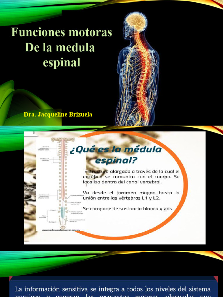 5 - Funciones Motoras de La Médula | PDF | Músculo | Contracción muscular