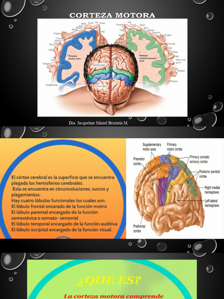 8 - Corteza Motora | PDF