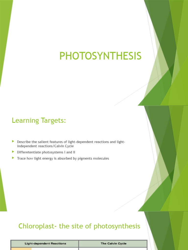 Photosynthesis: Light and Calvin Cycle | PDF | Photosynthesis ...