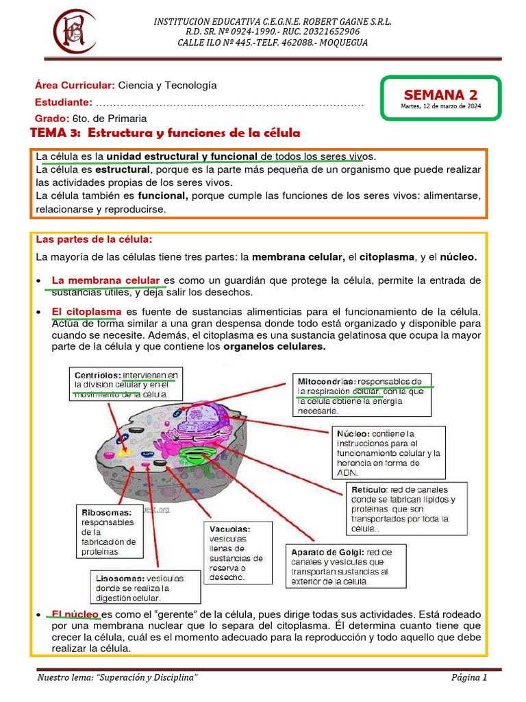TEMA 3_ Estructura y funciones de la c-lula | PDF | Biología Celular) | Citoplasma