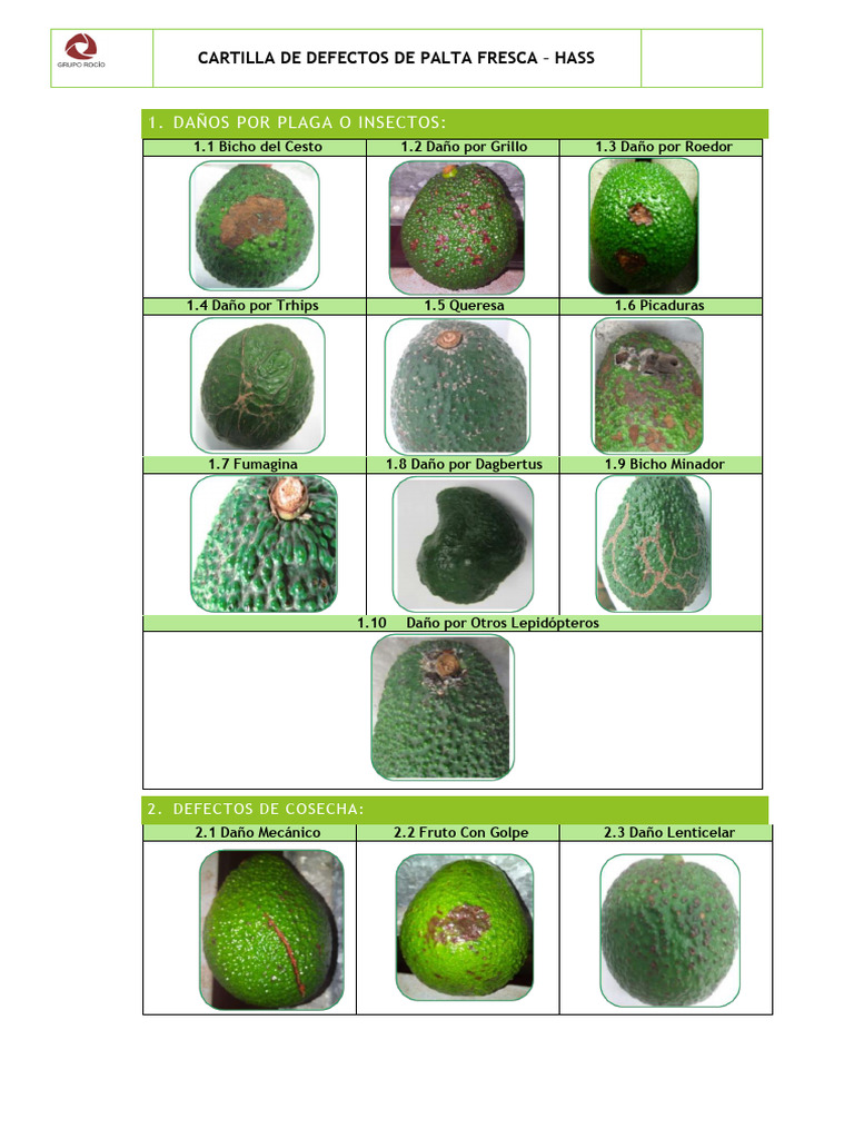 CARTILLA DE DEFECTOS DE PALTA FRESCA - HASS | PDF