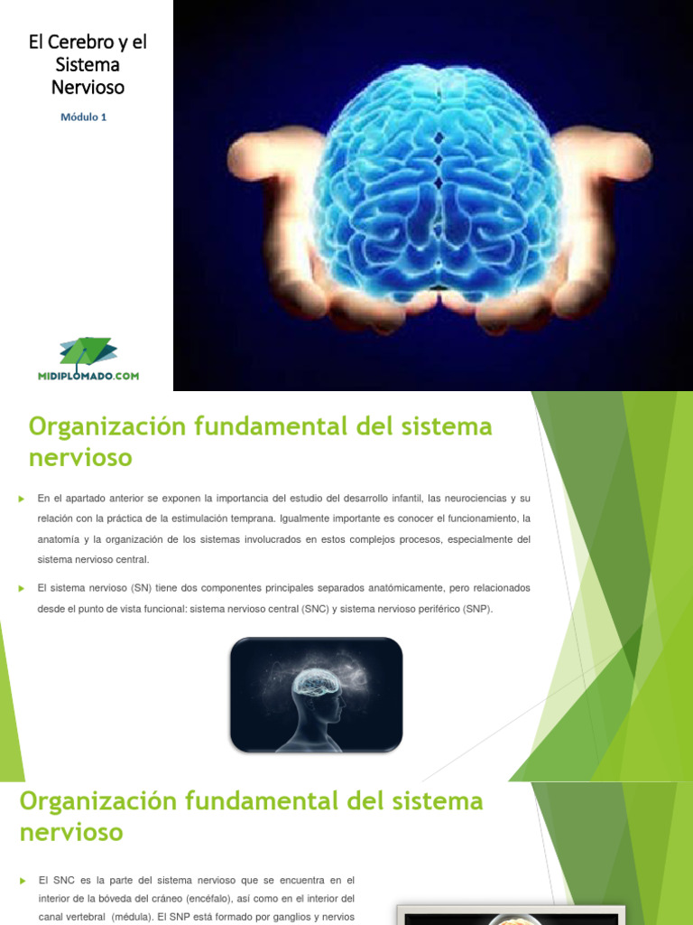 El Cerebro y El Sistema Nervioso | PDF | Sinapsis | Sistema nervioso