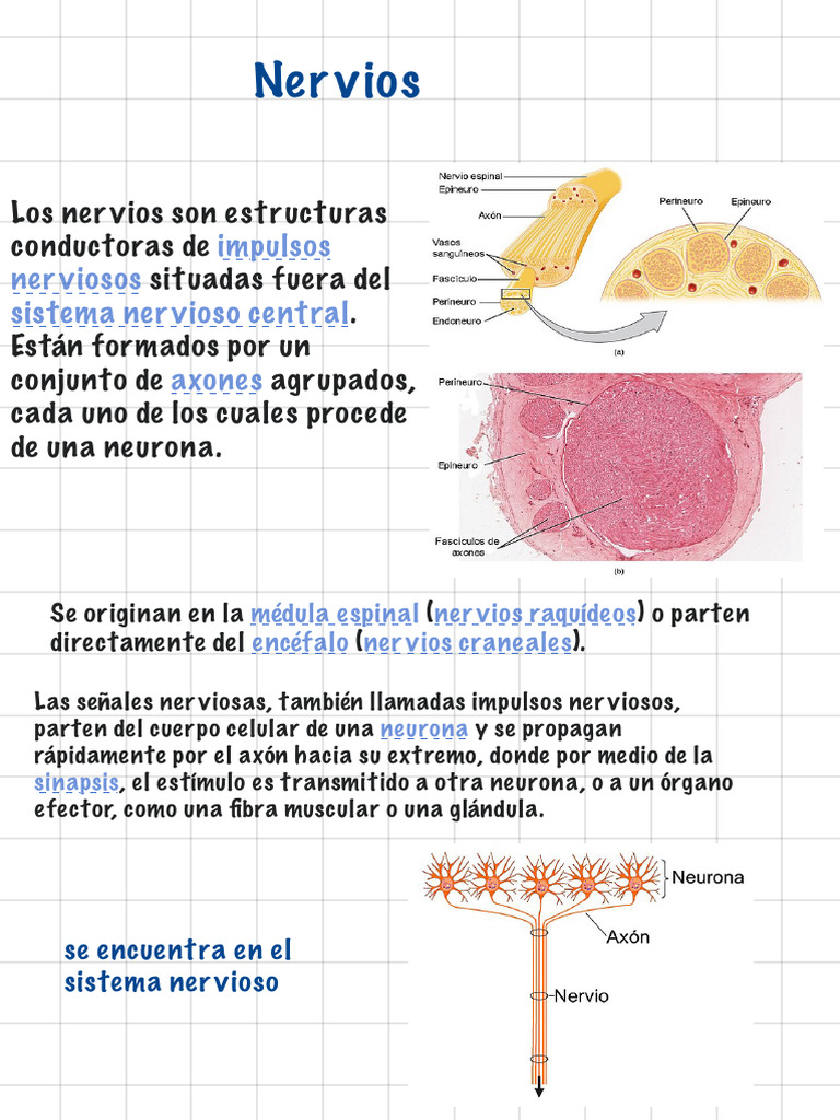 Clasificacion de Los Nervios | PDF | Sistema nervioso | Nervio