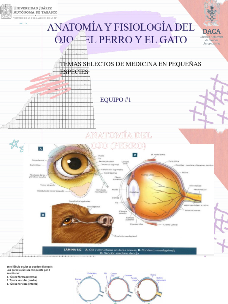 Anatomia Del Ojo, Sarah Santos | PDF | Ojo humano | Córnea