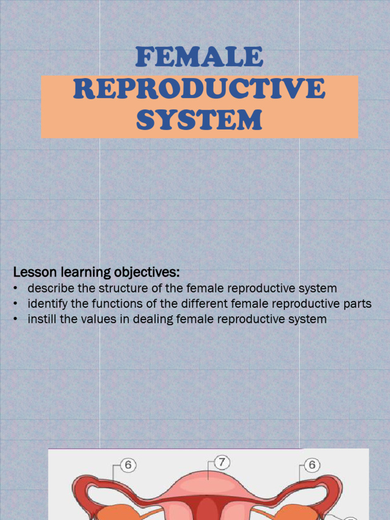 Female Reproductive System | PDF | Menstrual Cycle | Luteinizing Hormone