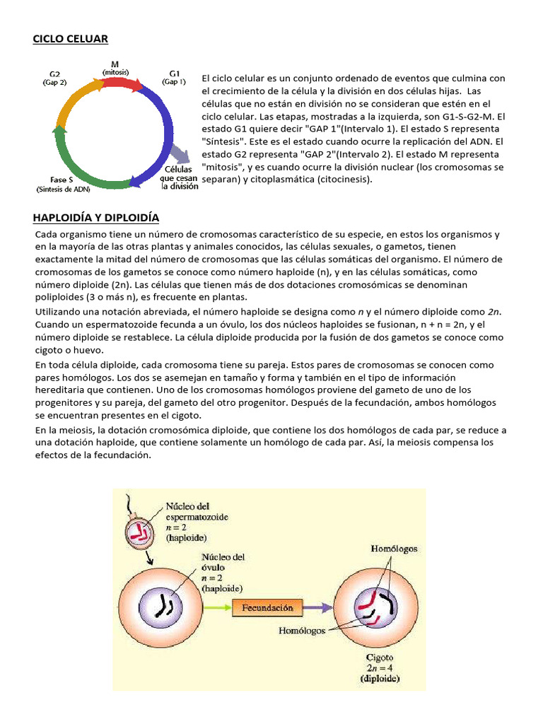 CICLO CELUAR | PDF | Mitosis | Ploidía