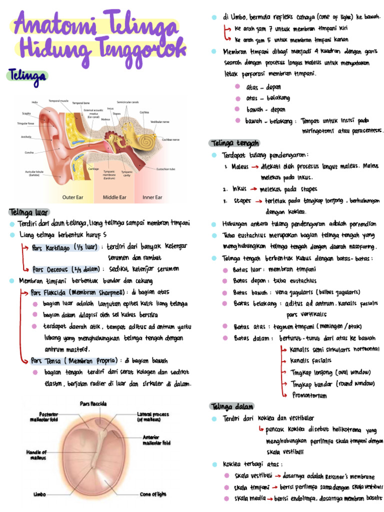 Catatan Stase Telinga Hidung Dan Tenggorok | PDF