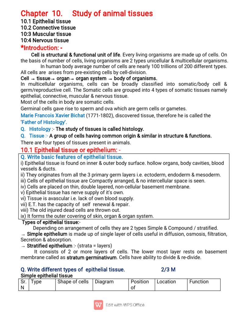 XI CH 10 Animal Tissue | PDF | Epithelium | Muscle