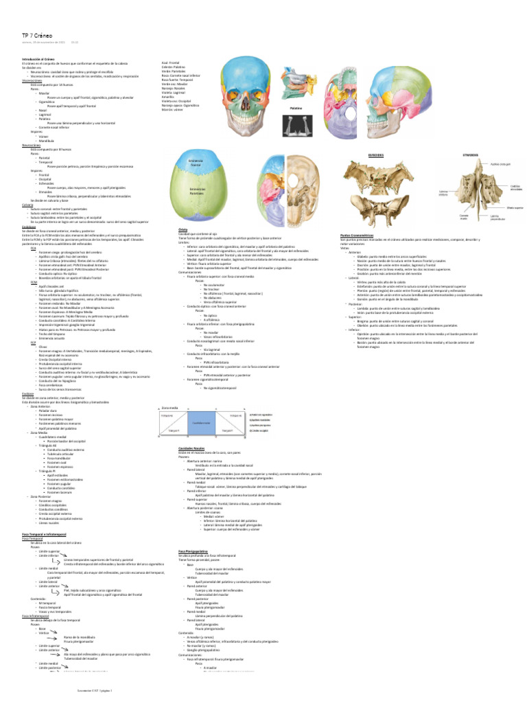 Cráneo | PDF | Cráneo | Otorrinolaringología