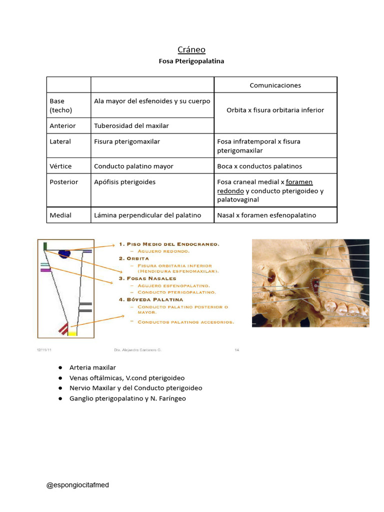 Anatomía de Fosas y Cavidades Craneales | PDF | Anatomía humana | Anatomía