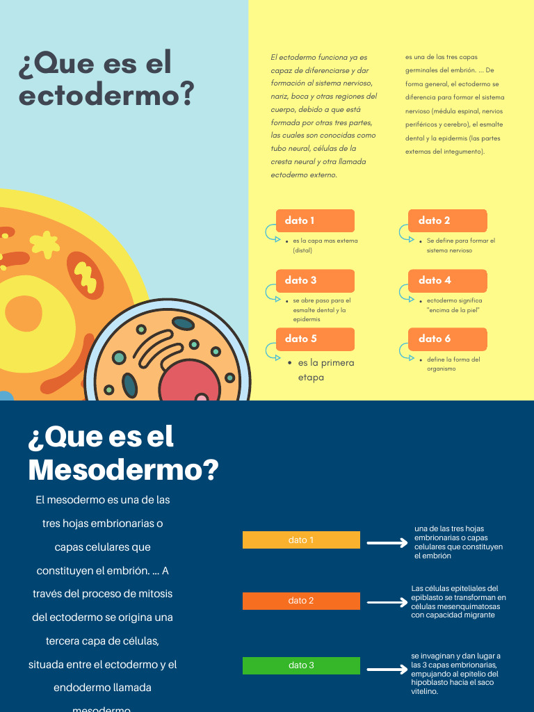 Capas embrionarias: ectodermo, mesodermo y endodermo | PDF | Embrión | Anatomía