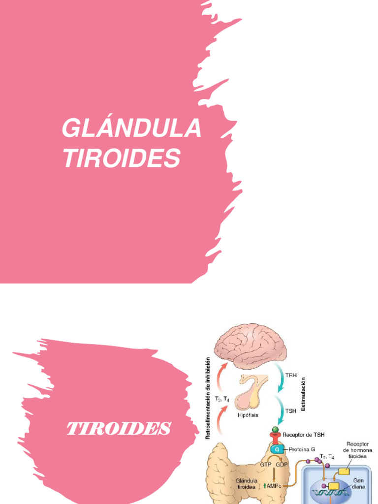 Tiro Ides | PDF | Tiroides | Hipertiroidismo