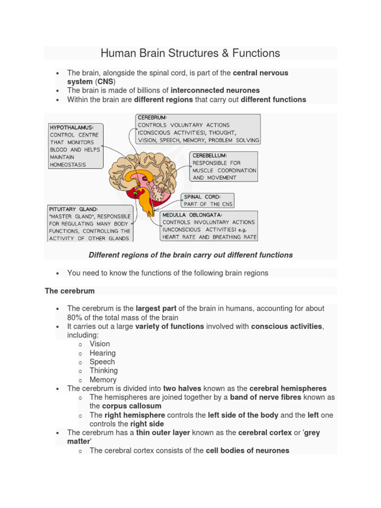 Human Brain Structures | PDF | Cerebrum | Dopamine