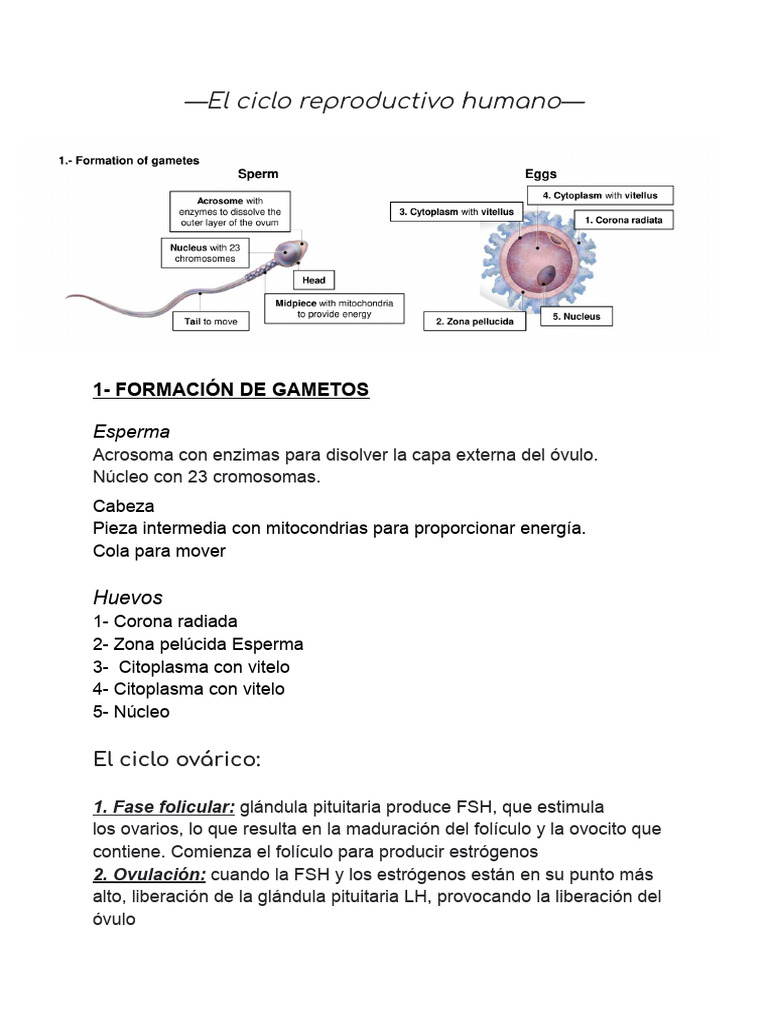 El Ciclo Reproductivo Humano | PDF | Ciclo menstrual | Sistema reproductivo