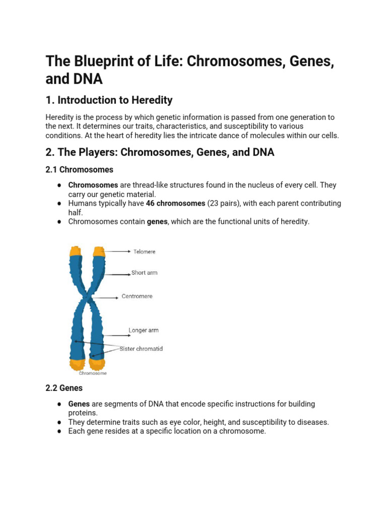 The Blueprint of Life - Chromosomes, Genes, and DNA | PDF | Dna | Gene