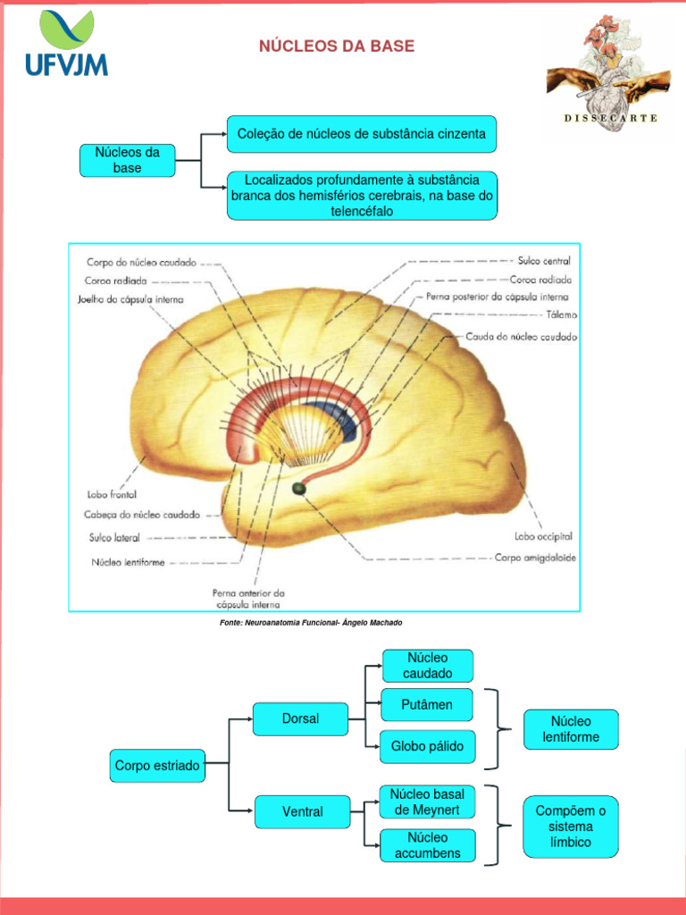 Mapa Mental Nucleos Da Base | Download grátis PDF | Gânglios basais ...