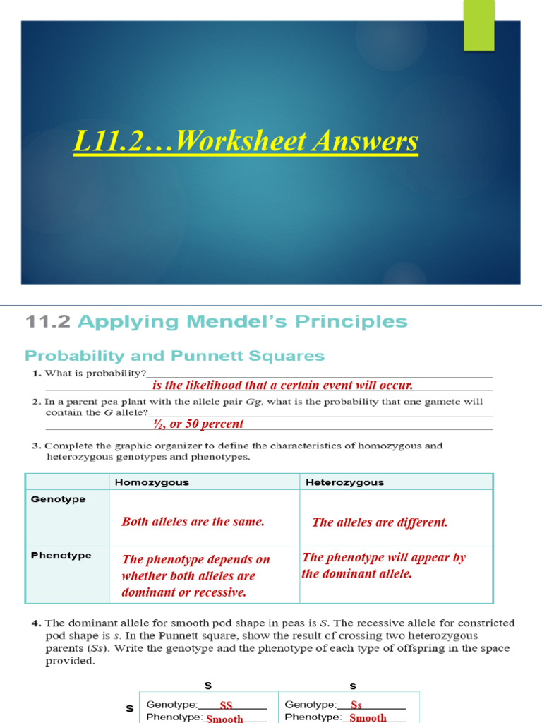 L11.2... Worksheet Answers | PDF | Dominance (Genetics) | Allele