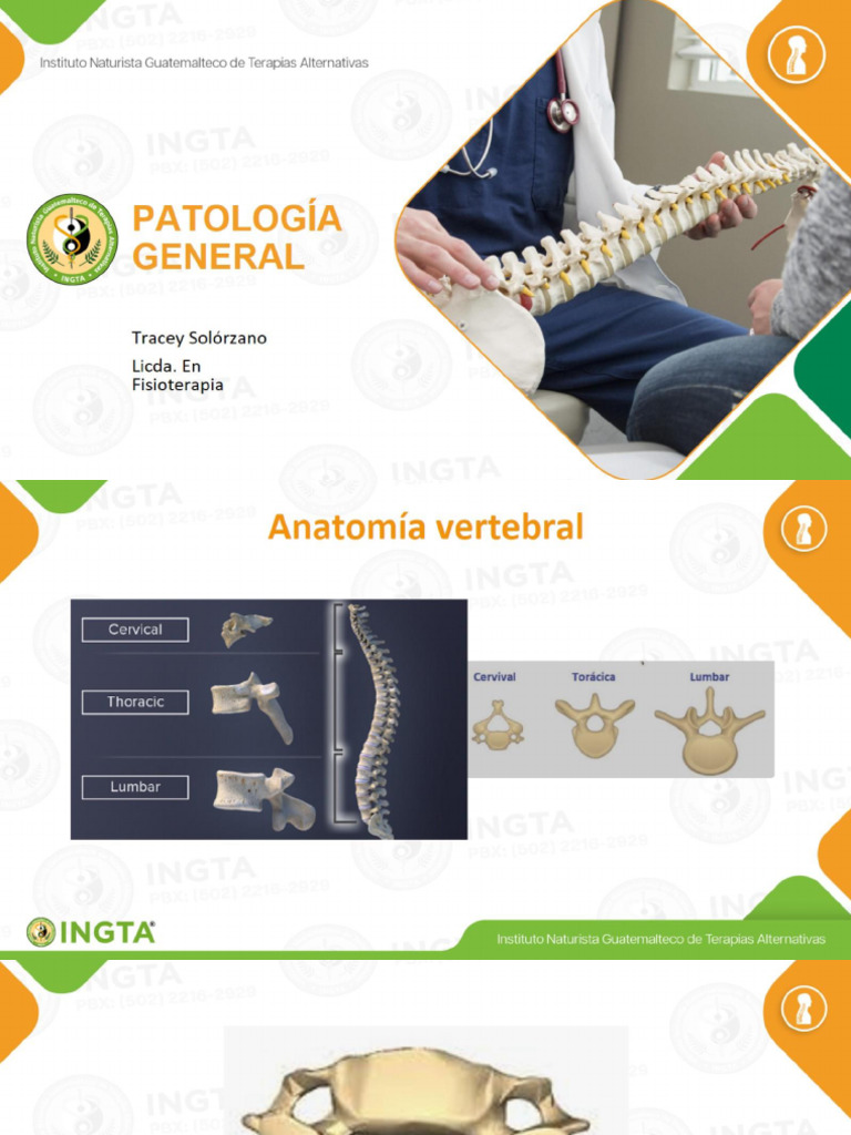 3. Quiropraxia Anatom-a | PDF