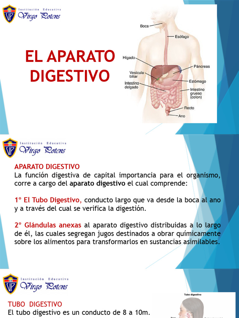 Estructura y Función del Aparato Digestivo | PDF | Sistema digestivo ...