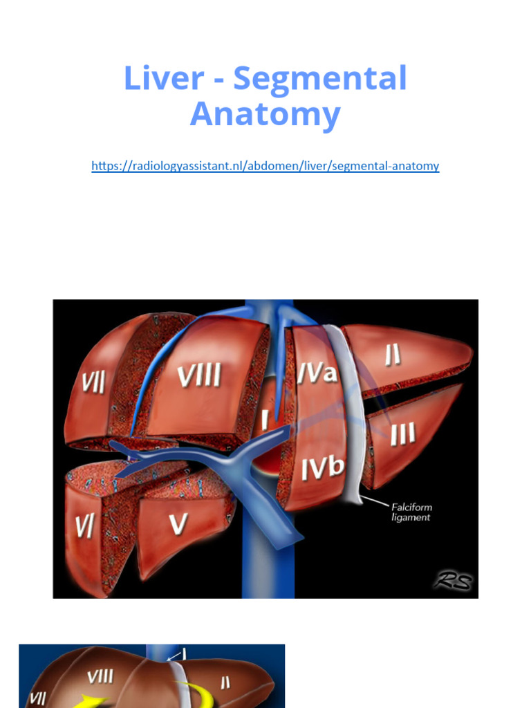 Liver - Segmental Anatomy | PDF