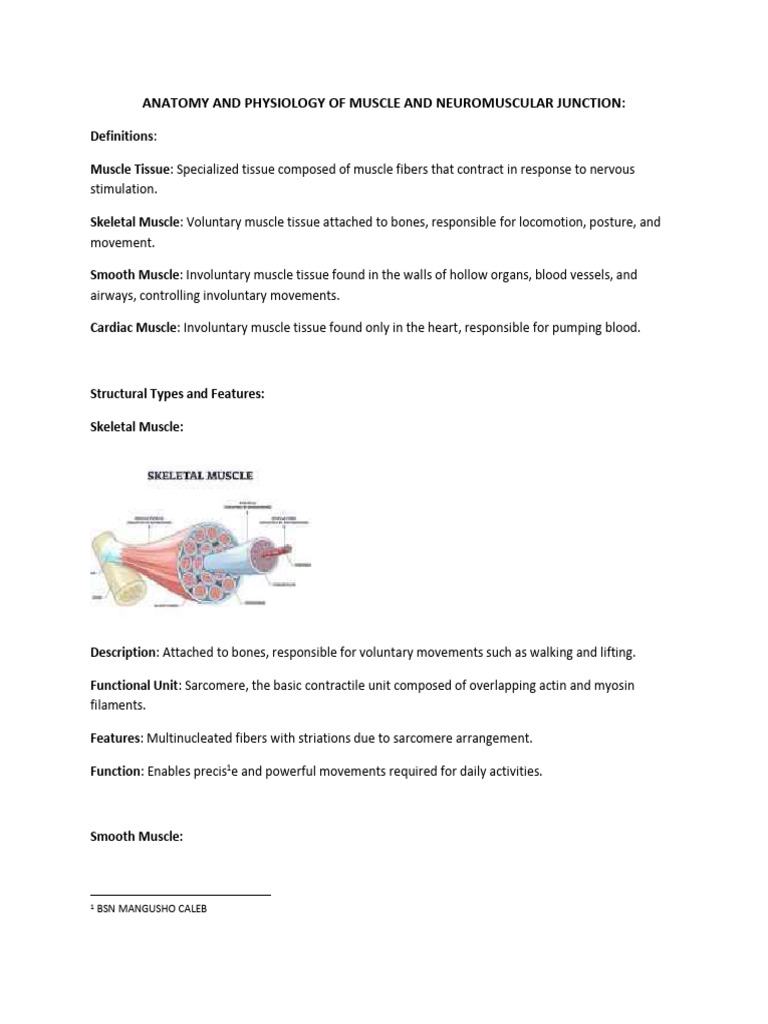 Muscle and NMJ-WPS Office | PDF | Neuromuscular Junction | Muscle Contraction