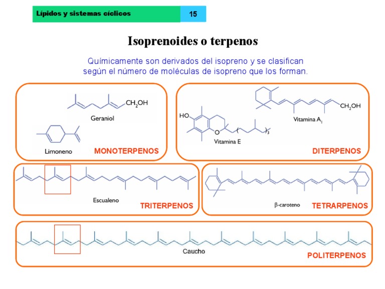 Clasificación de Terpenos y Isoprenoides | PDF
