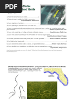Weed Identification Guide | PDF | Clover | Leaf