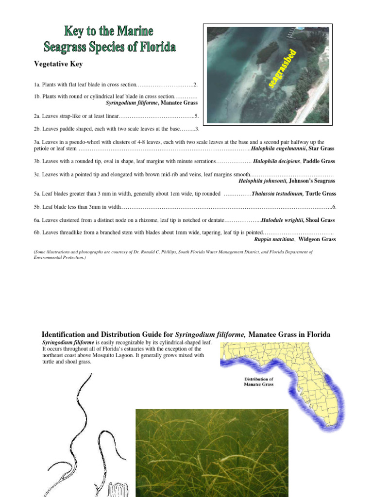 Claves identificacion fanerogamas Florida | PDF | Leaf | Botany