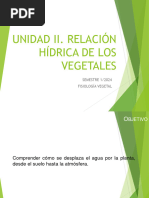 Apoplasto y Simplasto | PDF | Raíz | Biología Celular)