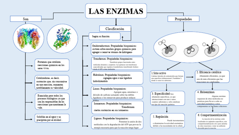 Mapa Conceptual de Las Enzimas 6 | Descargar gratis PDF | Enzima | Catálisis