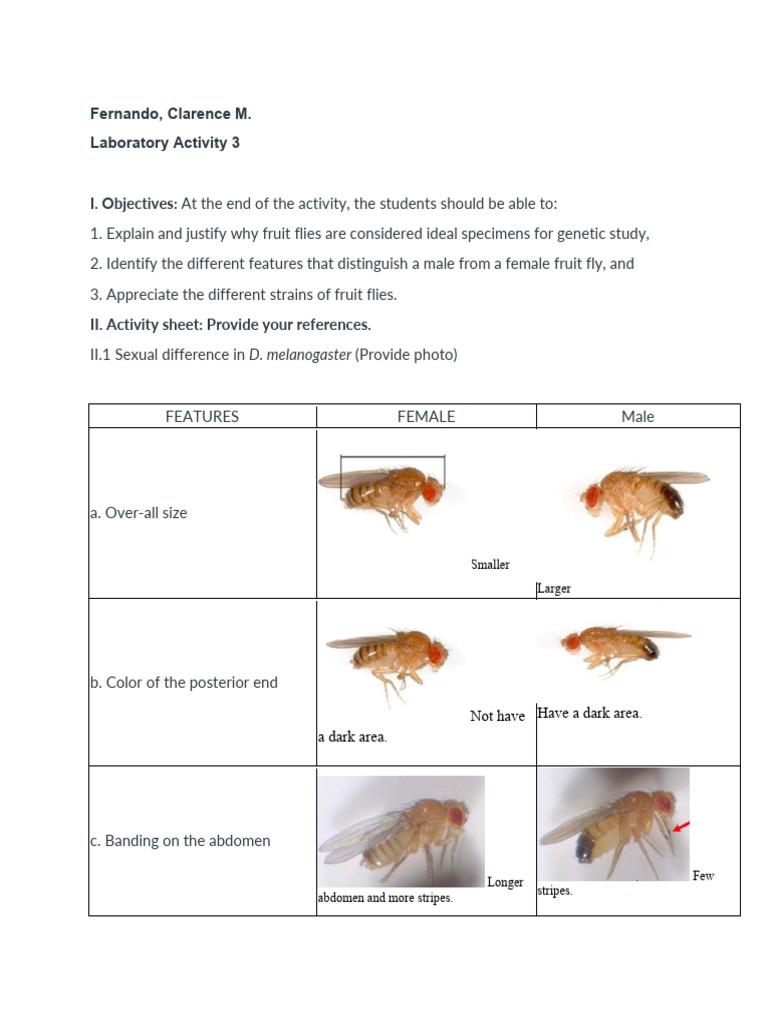 Drosophila: Genetics and Life Cycle Insights | PDF | Drosophila ...