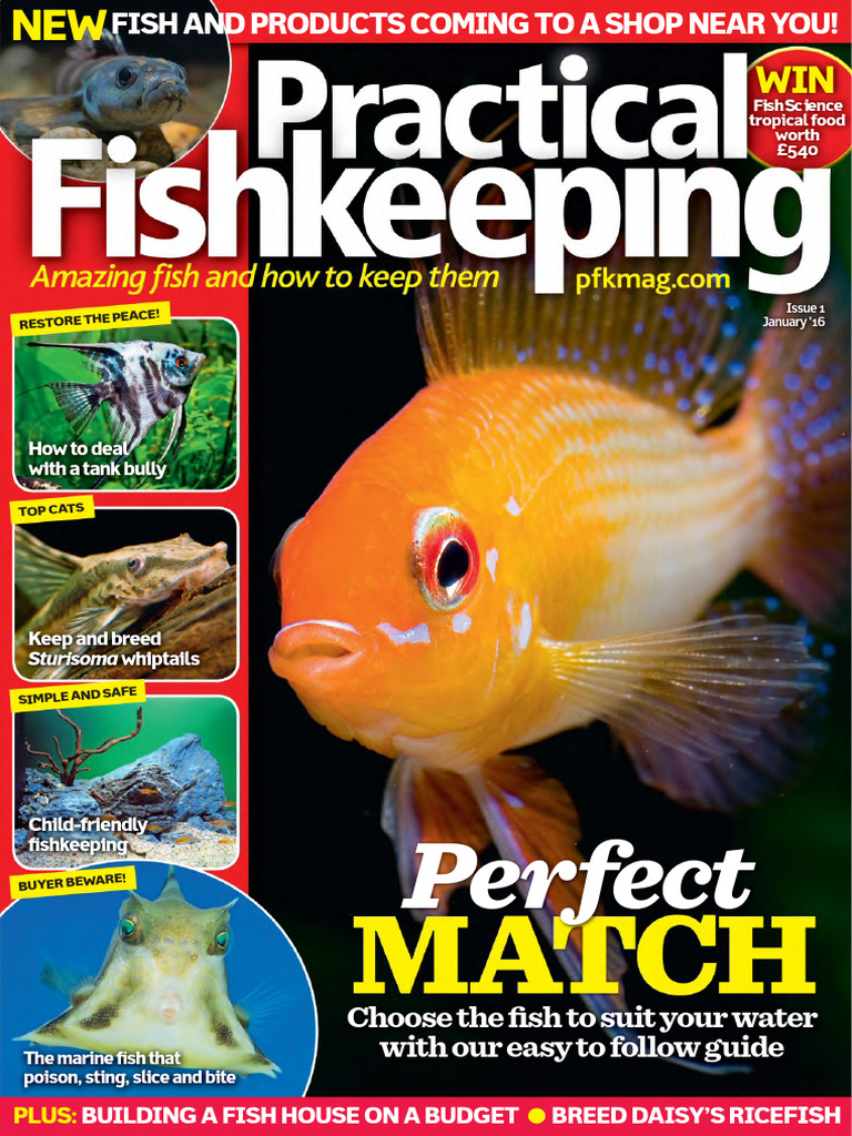 Practical Fishkeeping 2016-01 | PDF | Aquarium | Fishkeeping