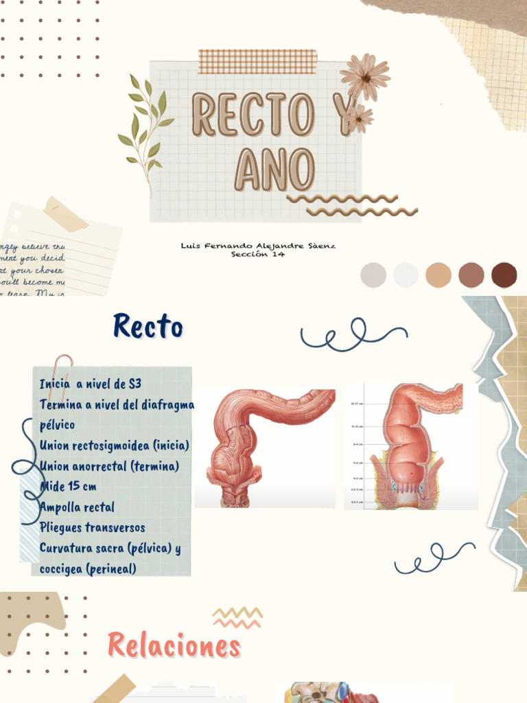 Recto y Ano 2 | Descargar gratis PDF | Pelvis | Anatomía