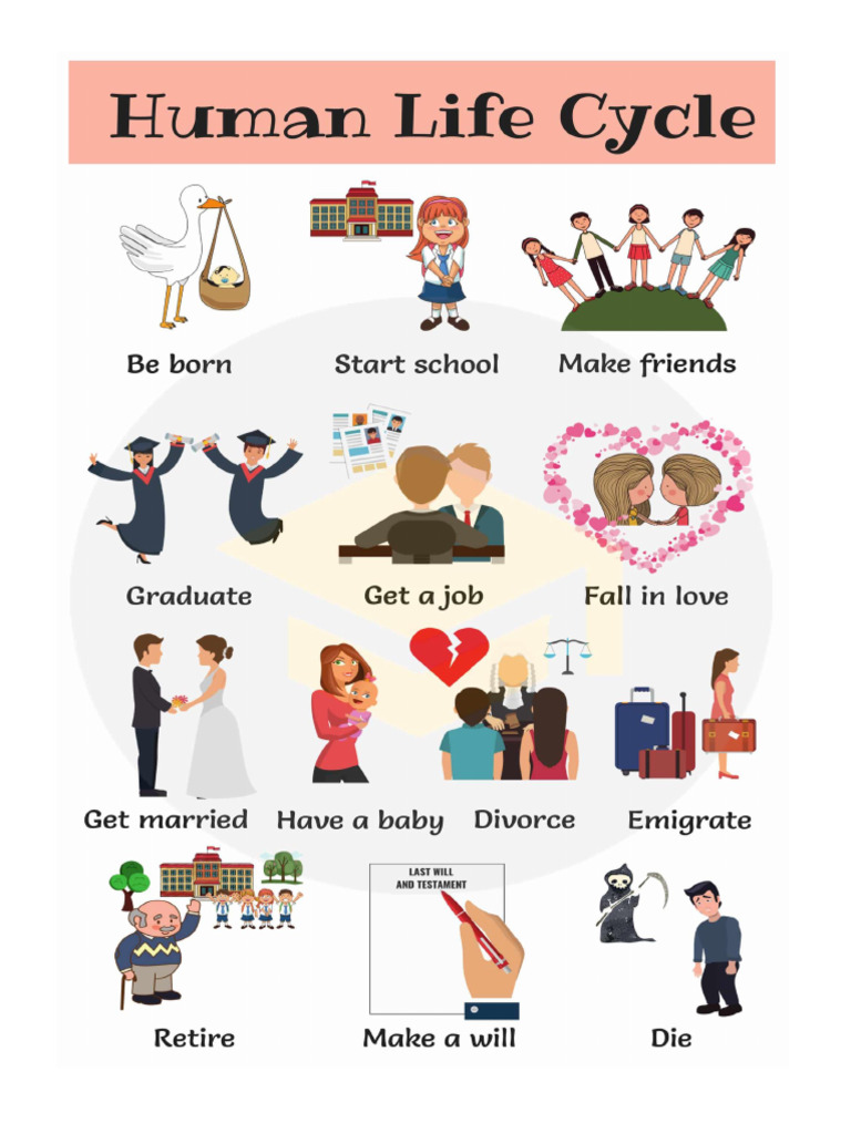 Human Life Cycle | PDF