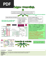 Tipos y Funciones del Transporte Vesicular | PDF | Biología de membrana ...