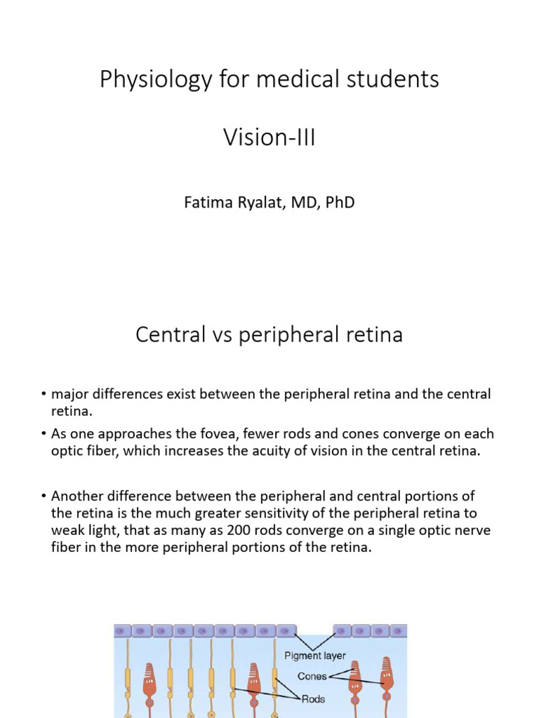 Vision III | PDF | Visual System | Retina