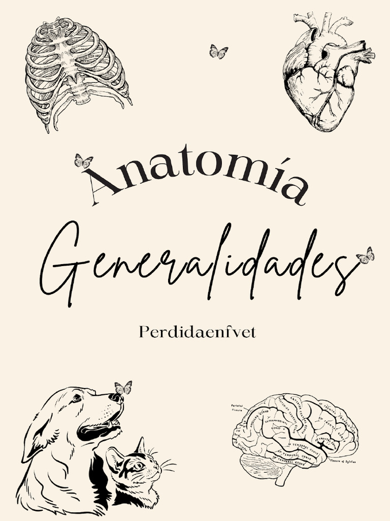 Anatomia II - Documentos de Google | PDF | Articulación | Artería
