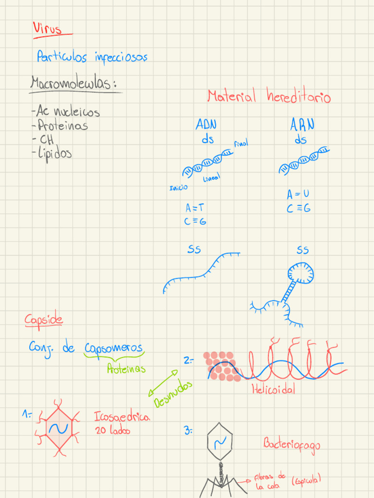 Estructura y Tipos de Virus y Hongos | PDF | Virus | Ciencias de la Salud