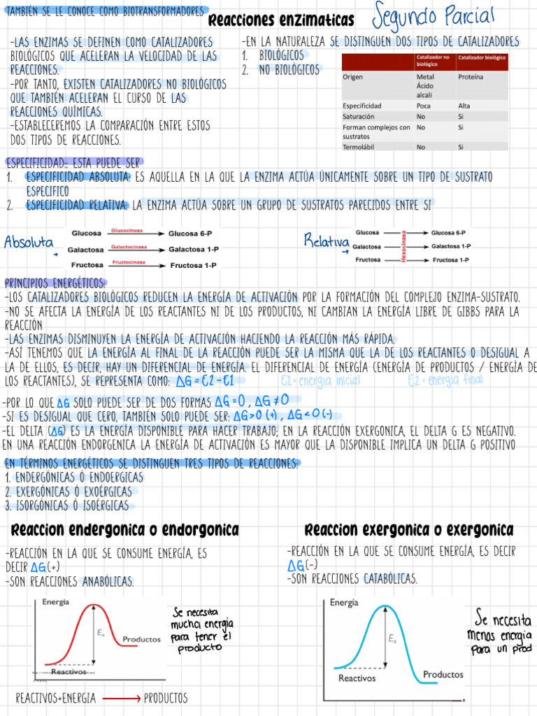 Bioca | PDF | Glucógeno | Digestión