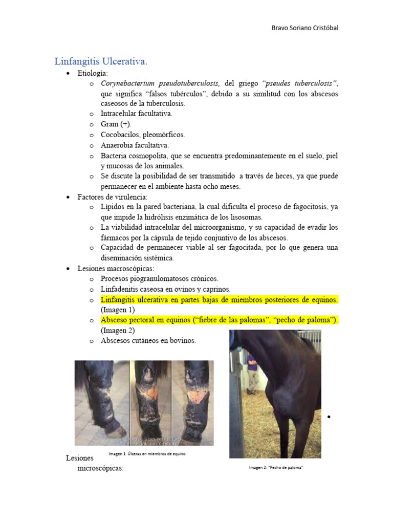 Linfangitis Ulcerativa y Epizootica | PDF | Inflamación | Microbiología
