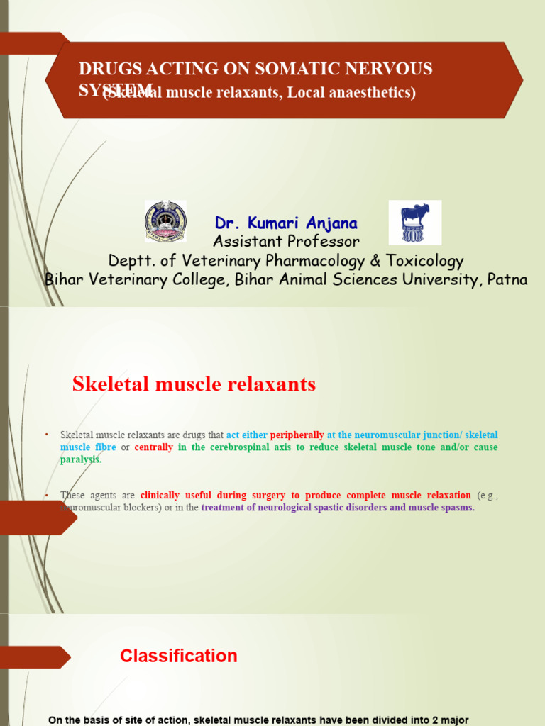 Drugs Acting On Somatic Nervous System | PDF | Neuromuscular Junction ...