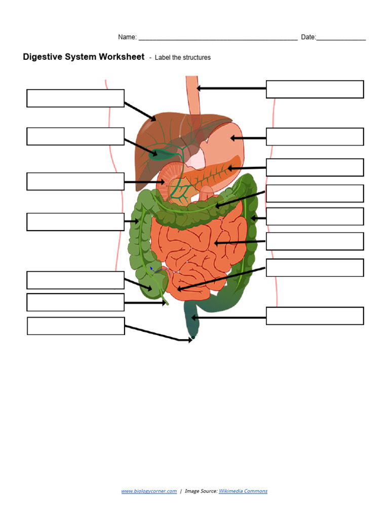 Digestive System Worksheet | PDF