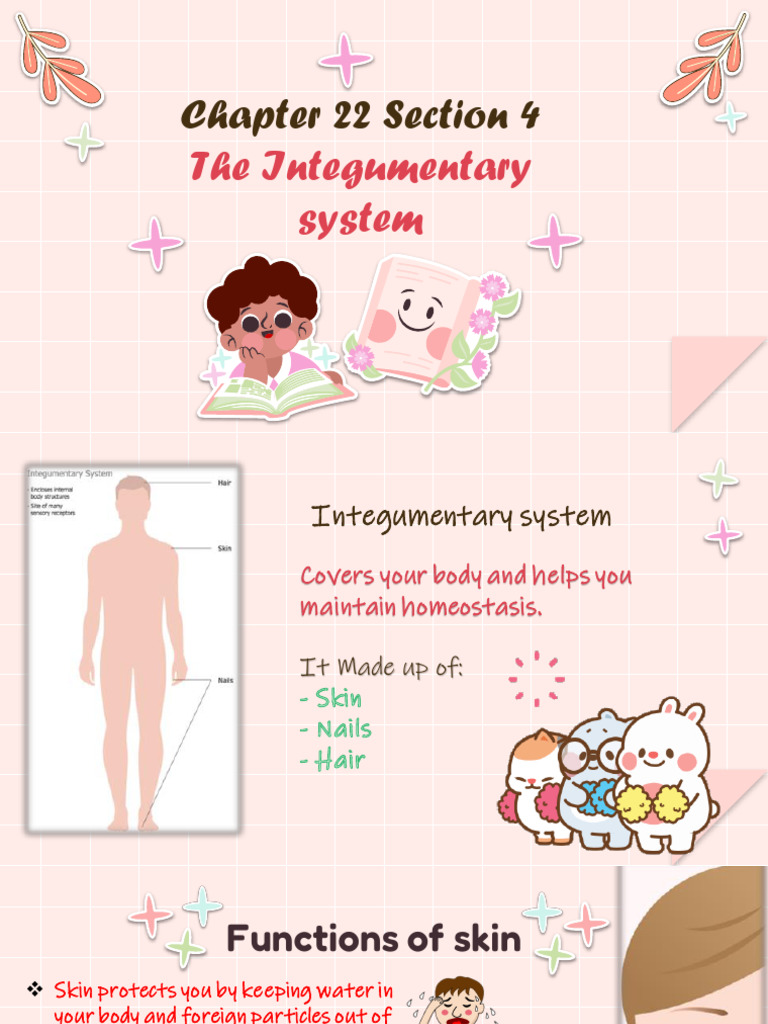 The Integumentary System Pdf Skin Integumentary System