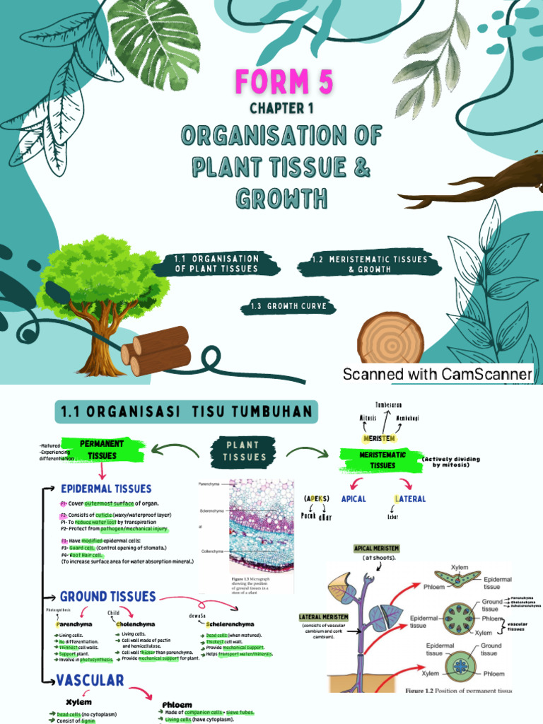 Plant Tissue Organization Overview | PDF | Tissue (Biology) | Root