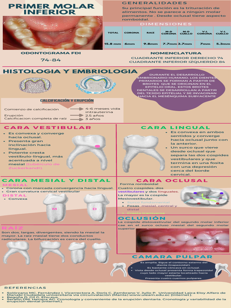 _infografia Primer y Segundo Molar Mandibular-Infantiles (1) | PDF ...